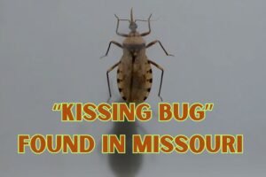 Missouri Researchers Urge Action as ‘Kissing Bug’ Disease Detected in ...