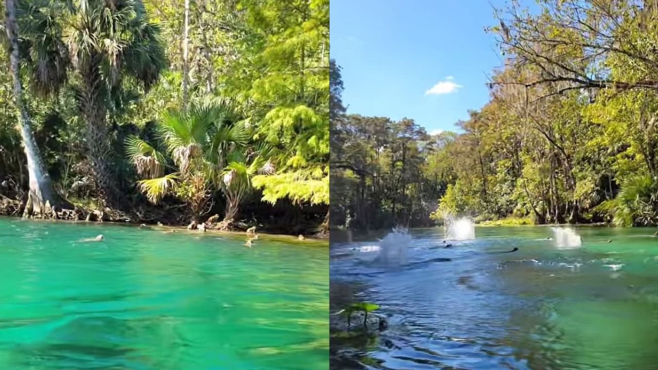 Dozens of Wild Monkeys Seen Fleeing Across Florida River Leave Locals ...